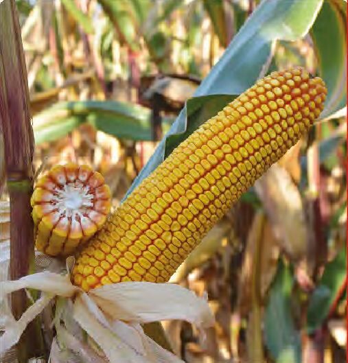 ДМС Сапфір - купити насіння з доставкою поштою по Україні з Вінниці ...